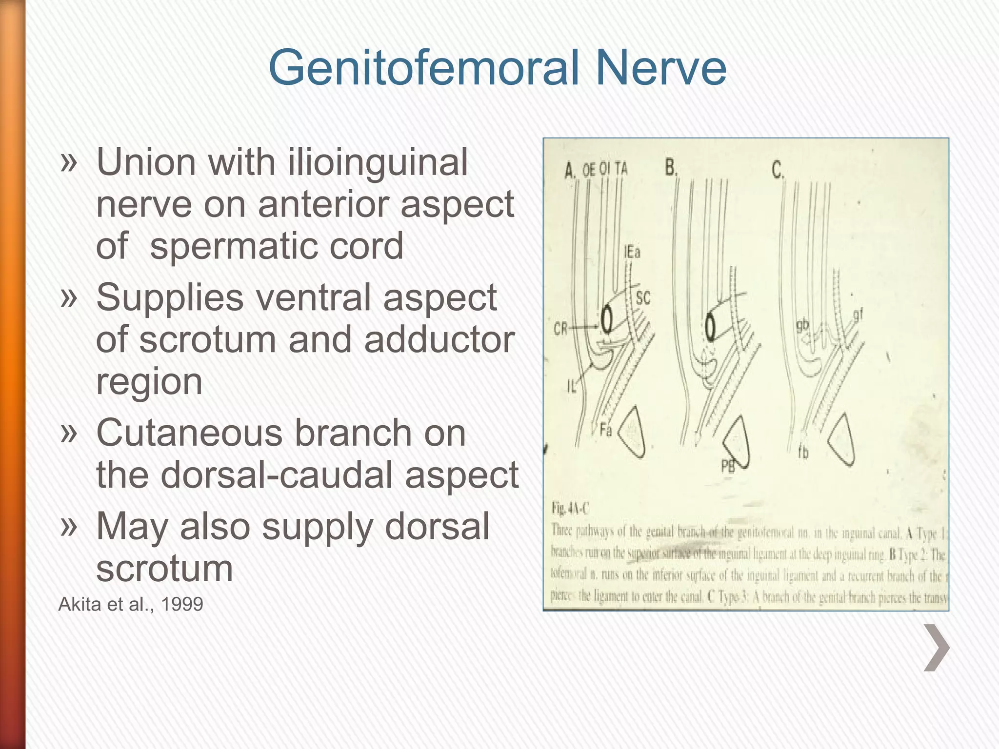 Anatomy of nerve_injuries_lower_limb | PPT