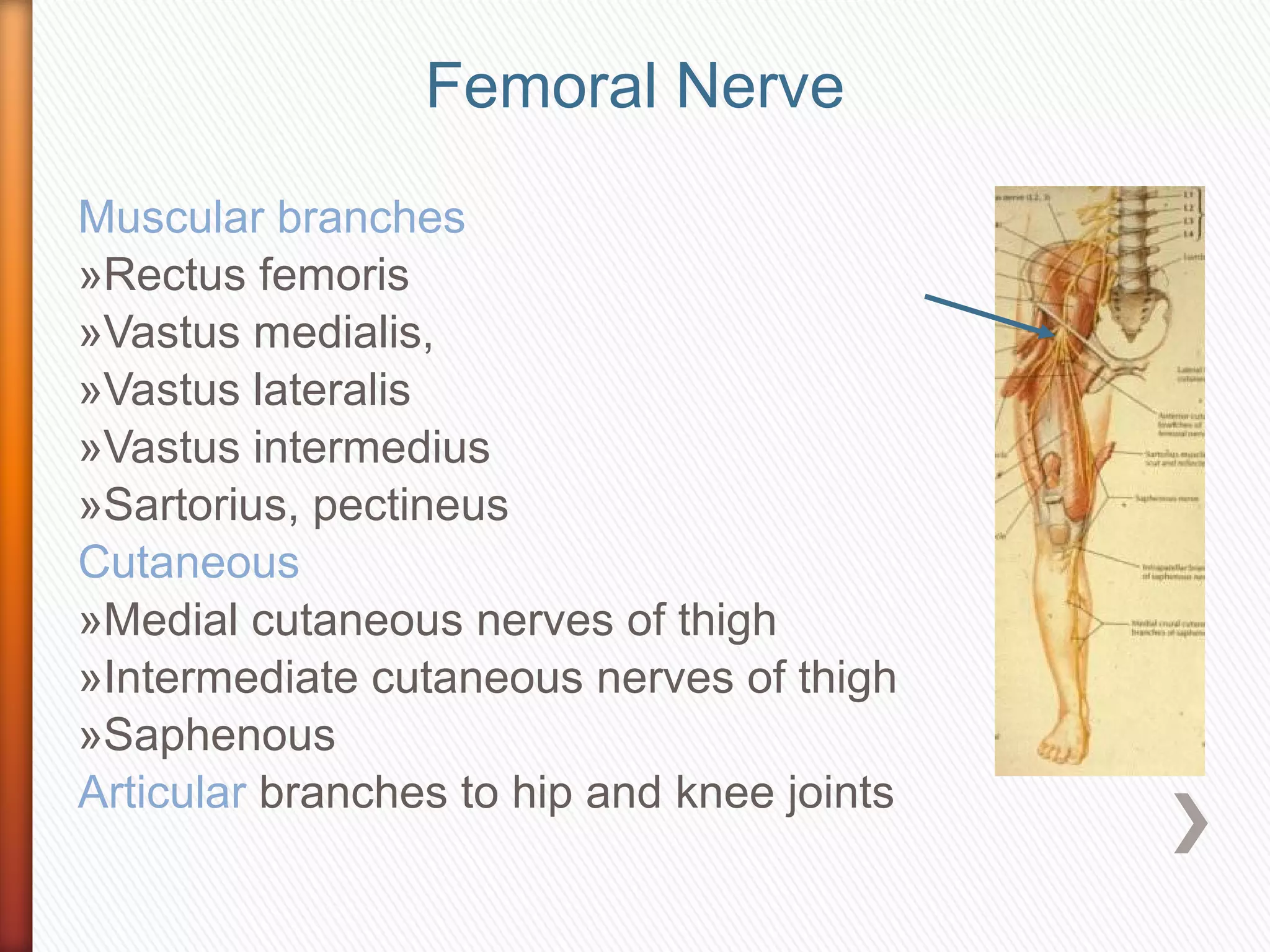 Anatomy of nerve_injuries_lower_limb | PPT