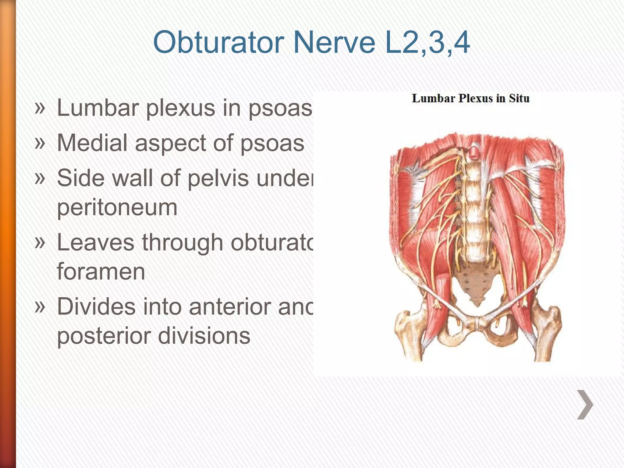 Anatomy of nerve_injuries_lower_limb | PPT