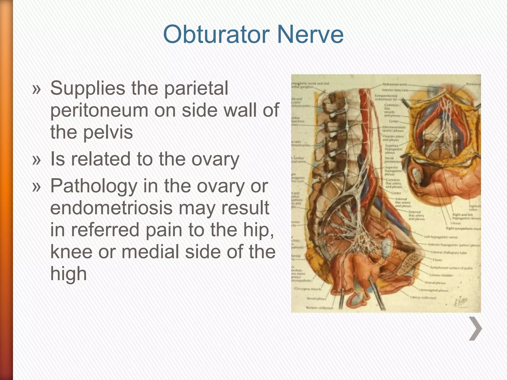 Anatomy of nerve_injuries_lower_limb | PPT