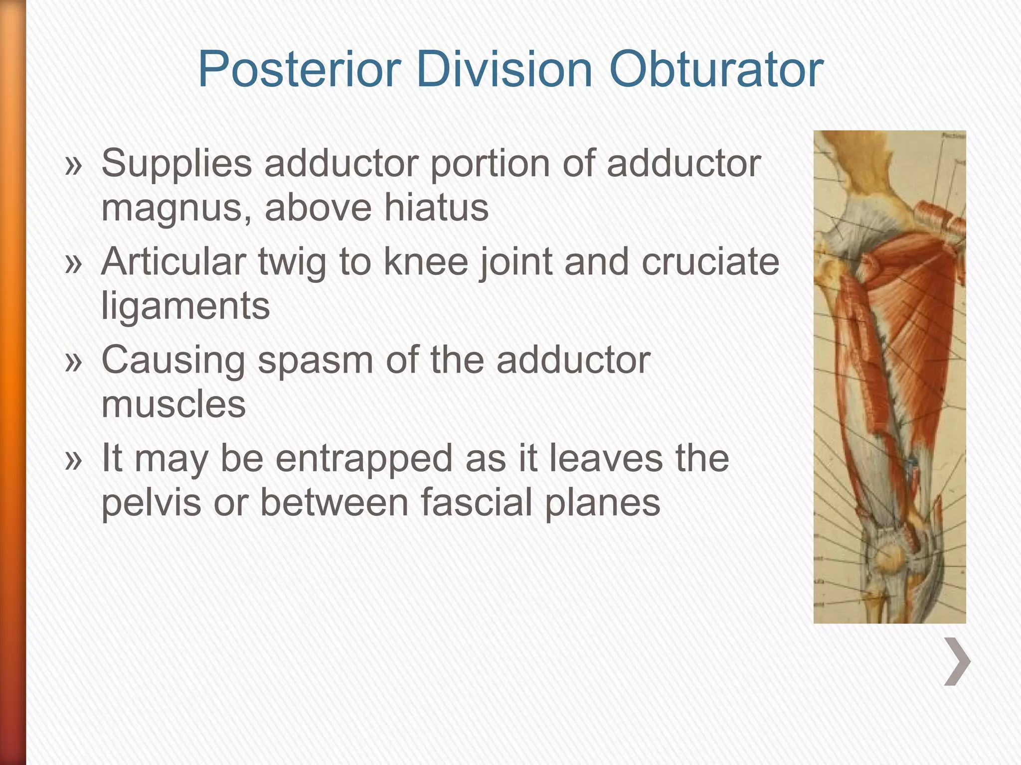 Anatomy of nerve_injuries_lower_limb | PPT