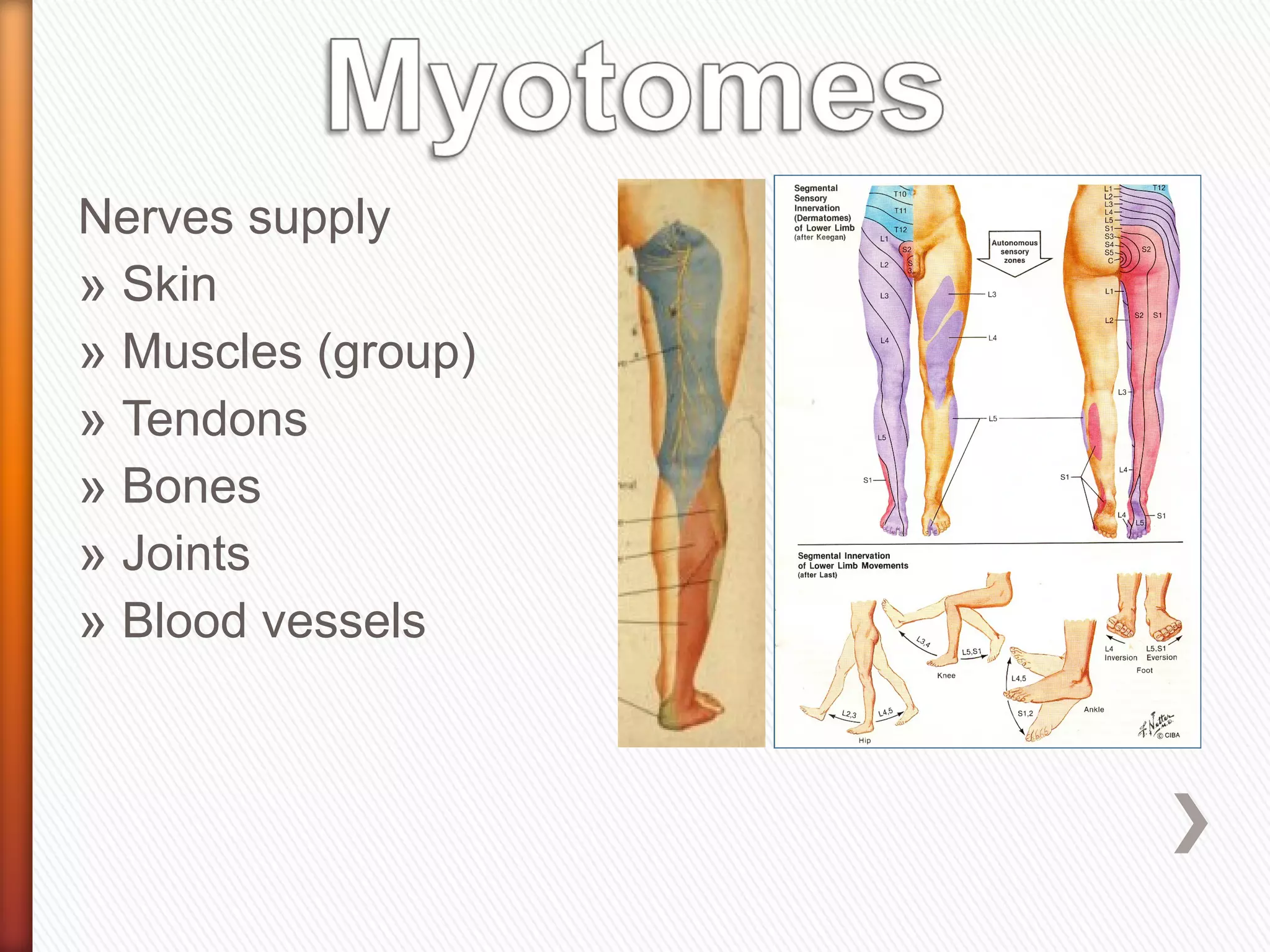 Anatomy of nerve_injuries_lower_limb | PPT