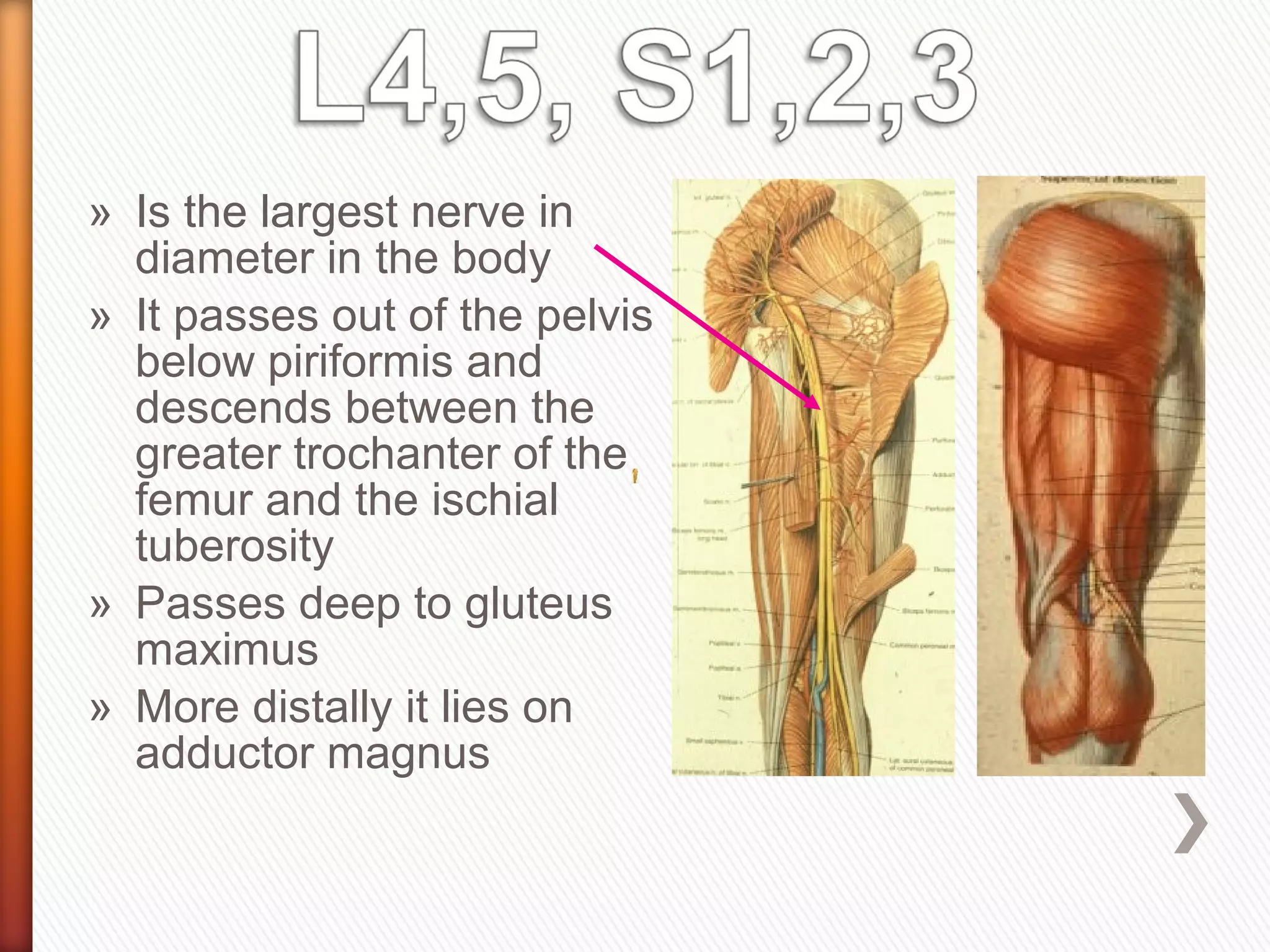 Anatomy of nerve_injuries_lower_limb | PPT