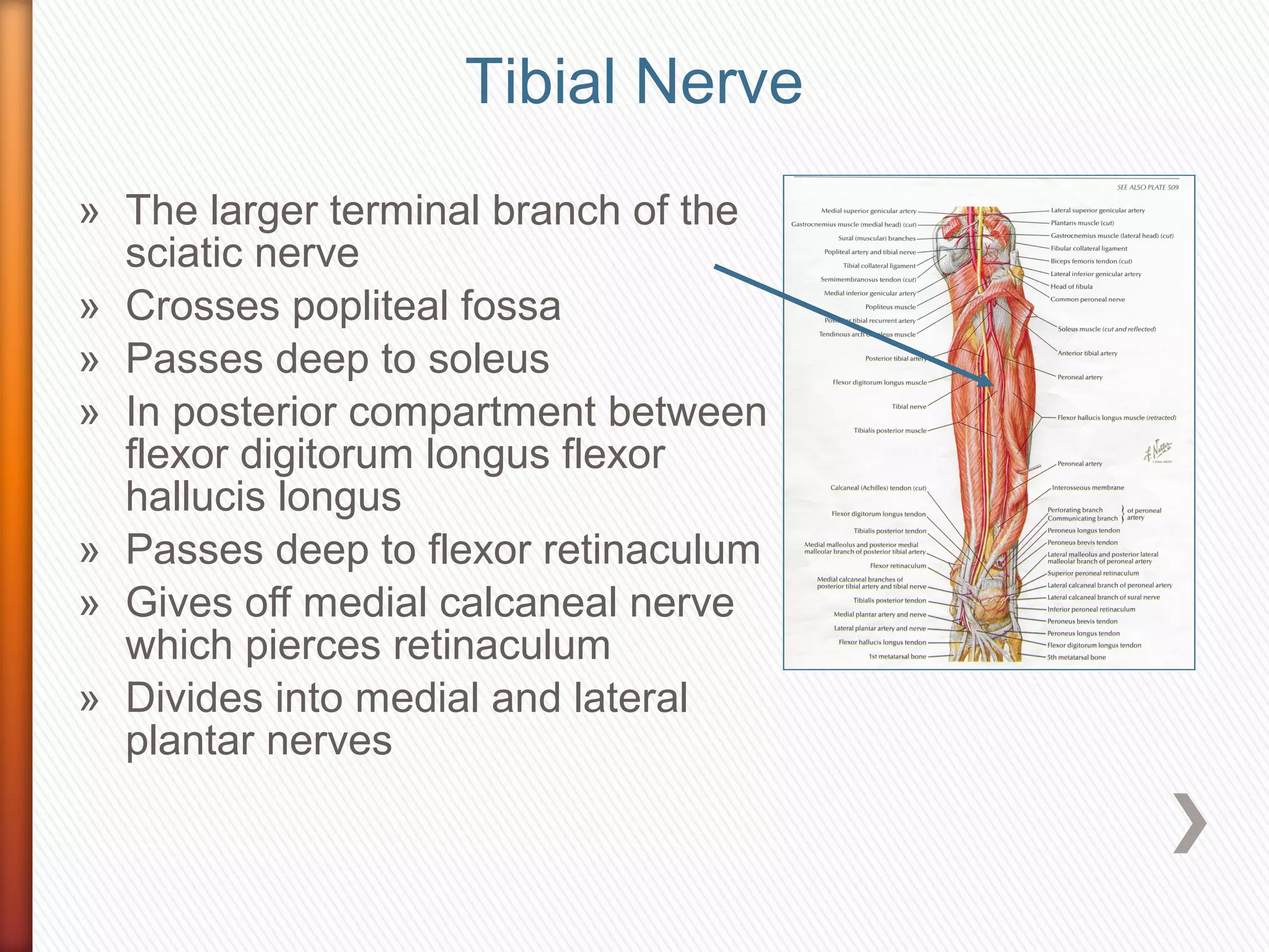 Anatomy of nerve_injuries_lower_limb | PPT