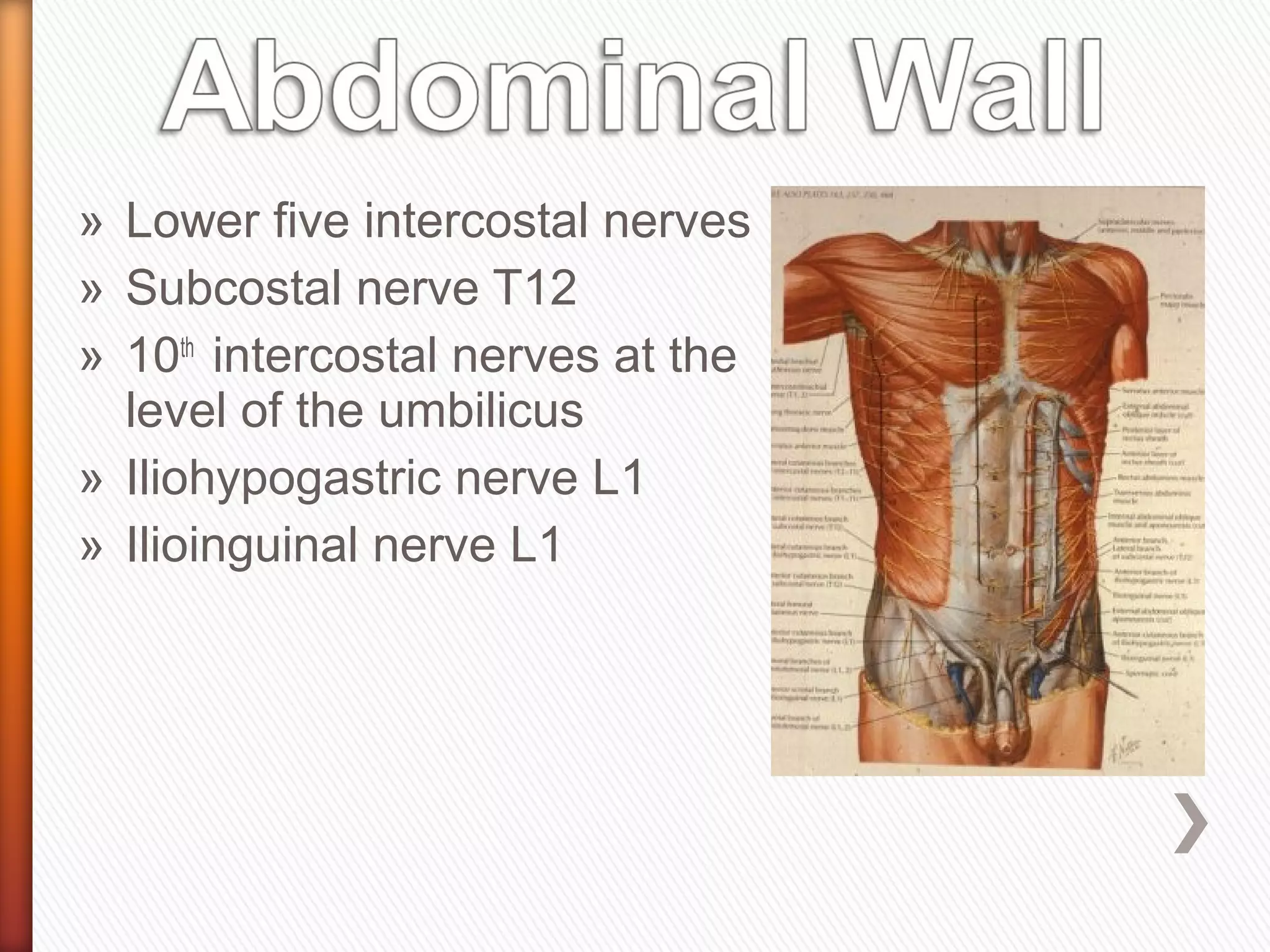 Anatomy of nerve_injuries_lower_limb | PPT