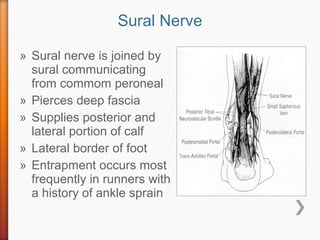 Anatomy of nerve_injuries_lower_limb | PPT