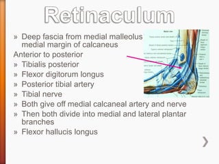 Anatomy of nerve_injuries_lower_limb | PPT