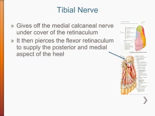 Anatomy of nerve_injuries_lower_limb | PPT