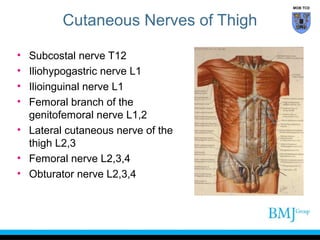 Genitofemoral Nerve Cadaver