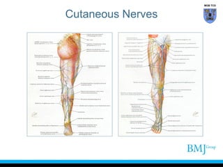 Ilioinguinal Nerve Netter
