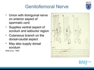 Genitofemoral Nerve Dermatome