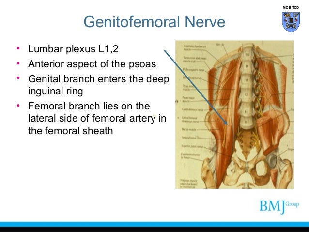 Anatomy of nerve_injuries_lower_limb
