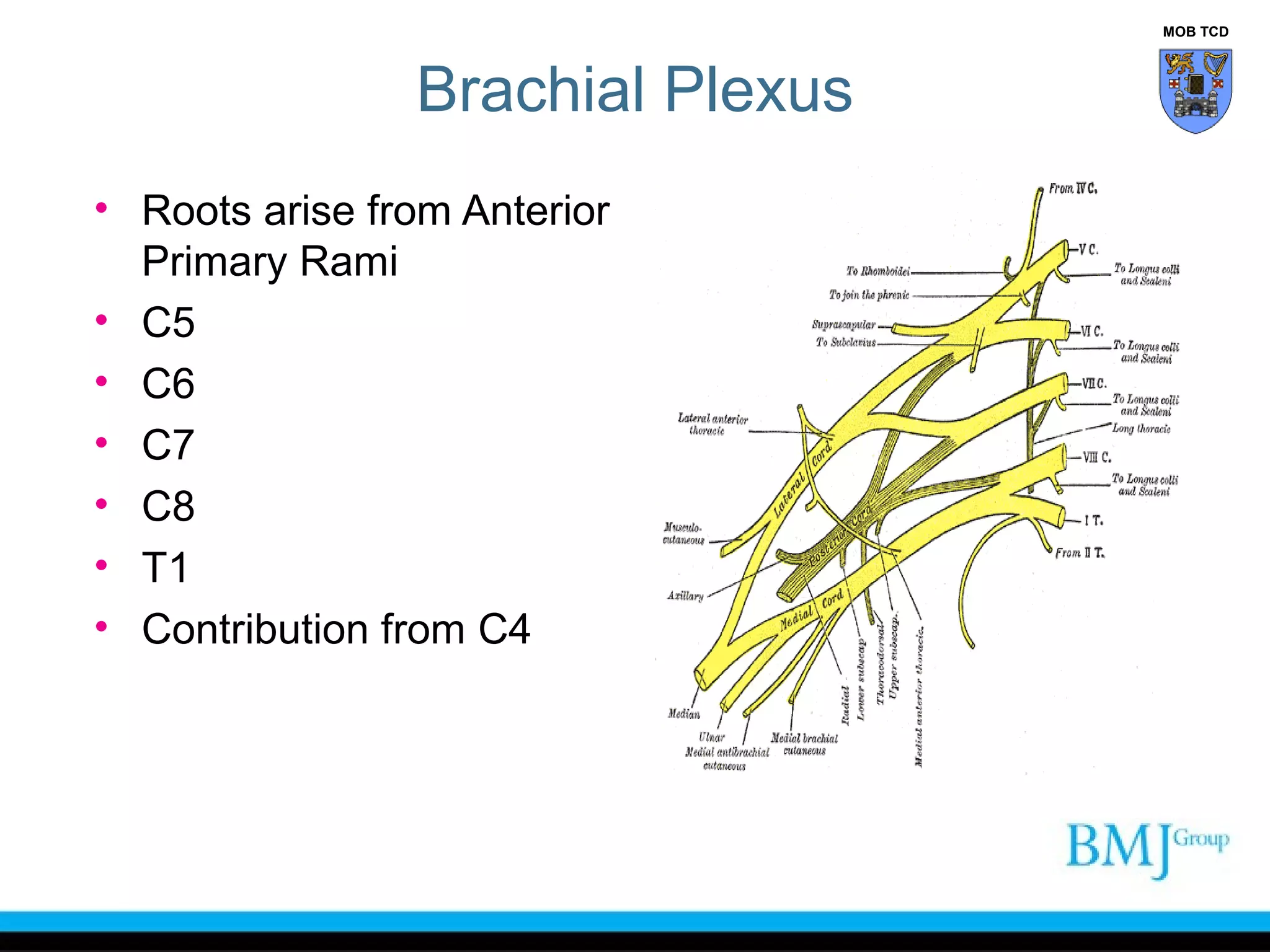 Anatomy of nerve injuries upper limb | PPT