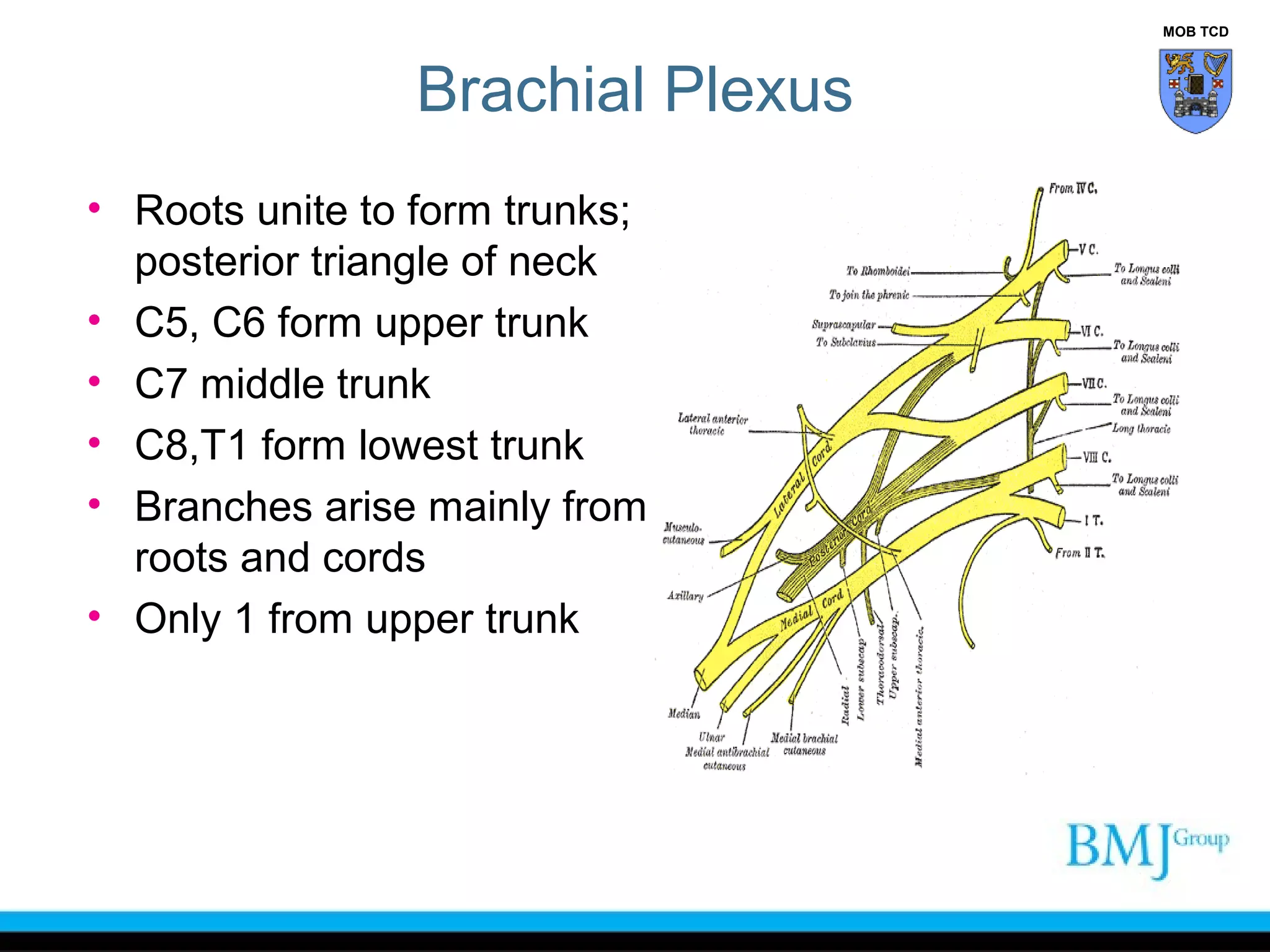 Anatomy of nerve injuries upper limb | PPT