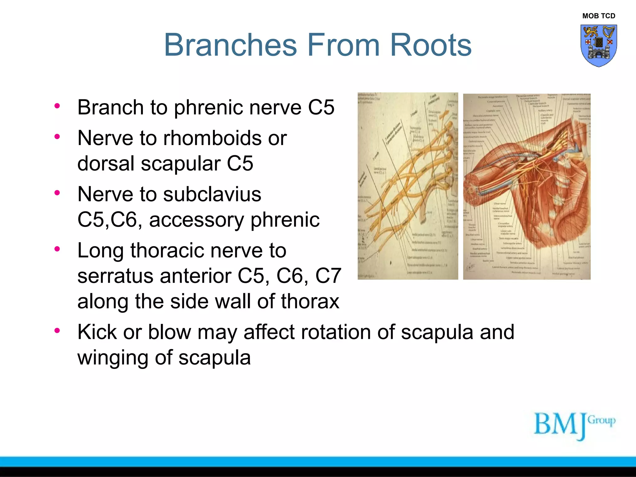 Anatomy of nerve injuries upper limb | PPT