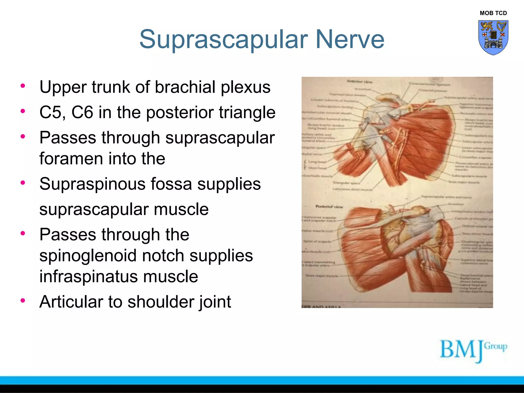 Anatomy of nerve injuries upper limb | PPT