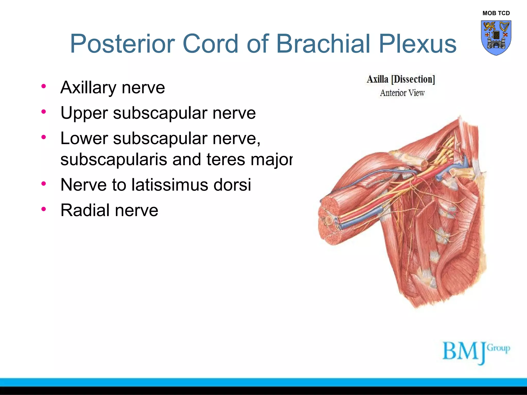 Anatomy of nerve injuries upper limb | PPT
