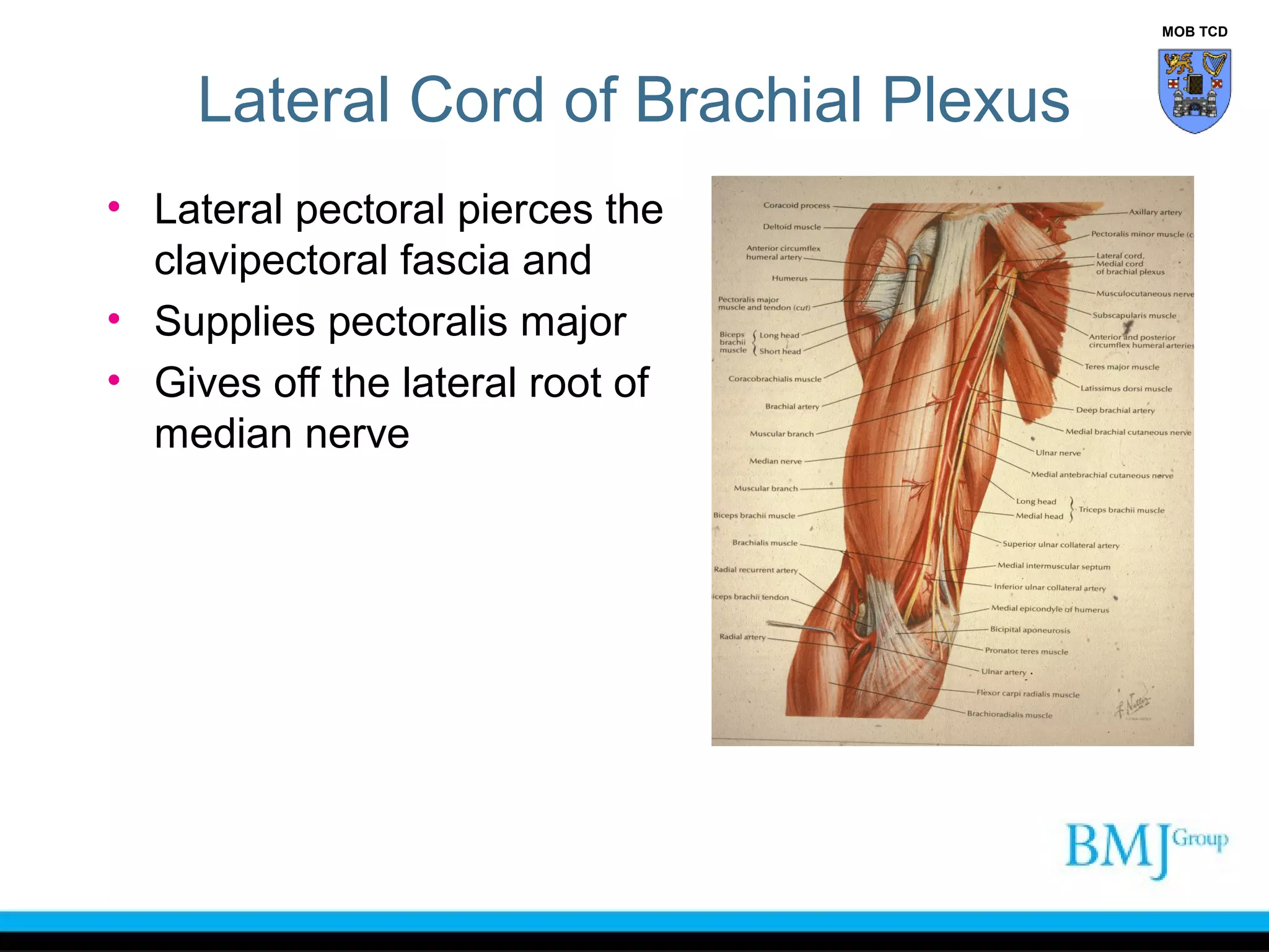 Anatomy of nerve injuries upper limb | PPT