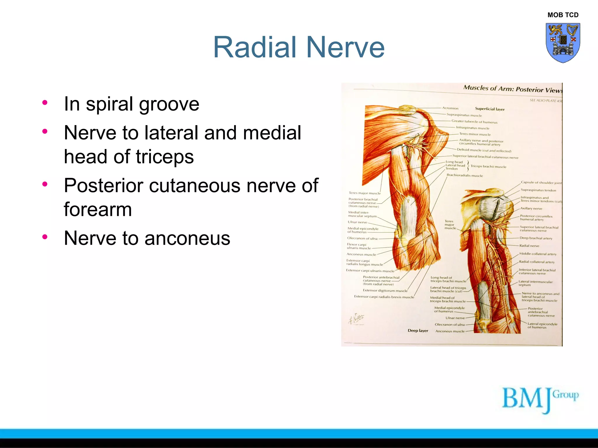 Anatomy of nerve injuries upper limb | PPT