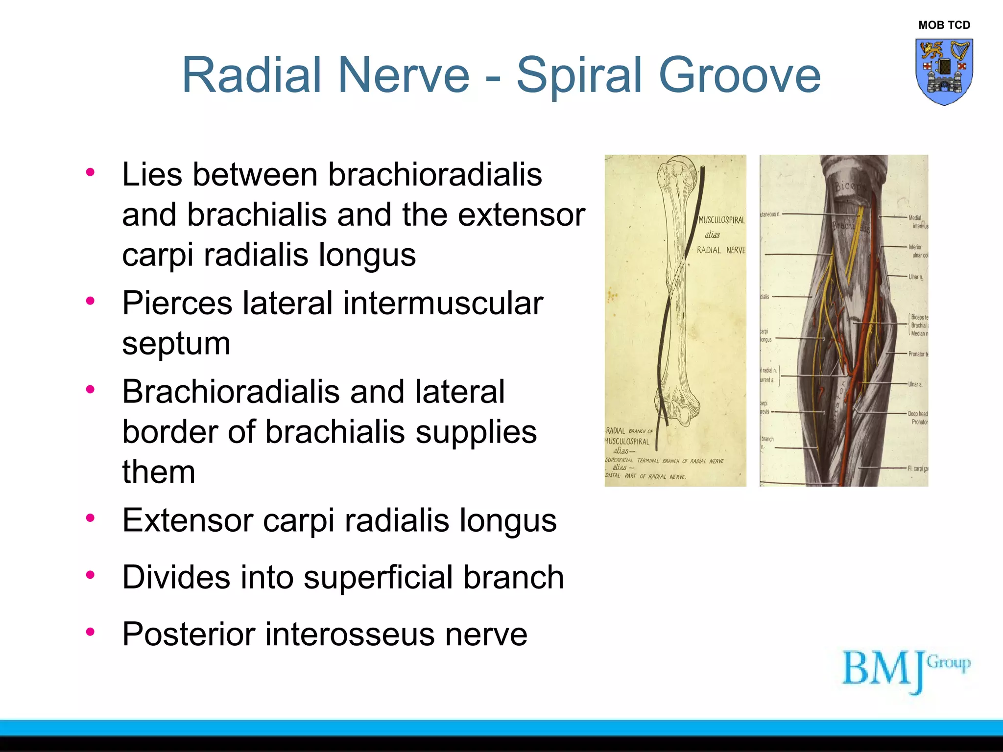 Anatomy of nerve injuries upper limb | PPT