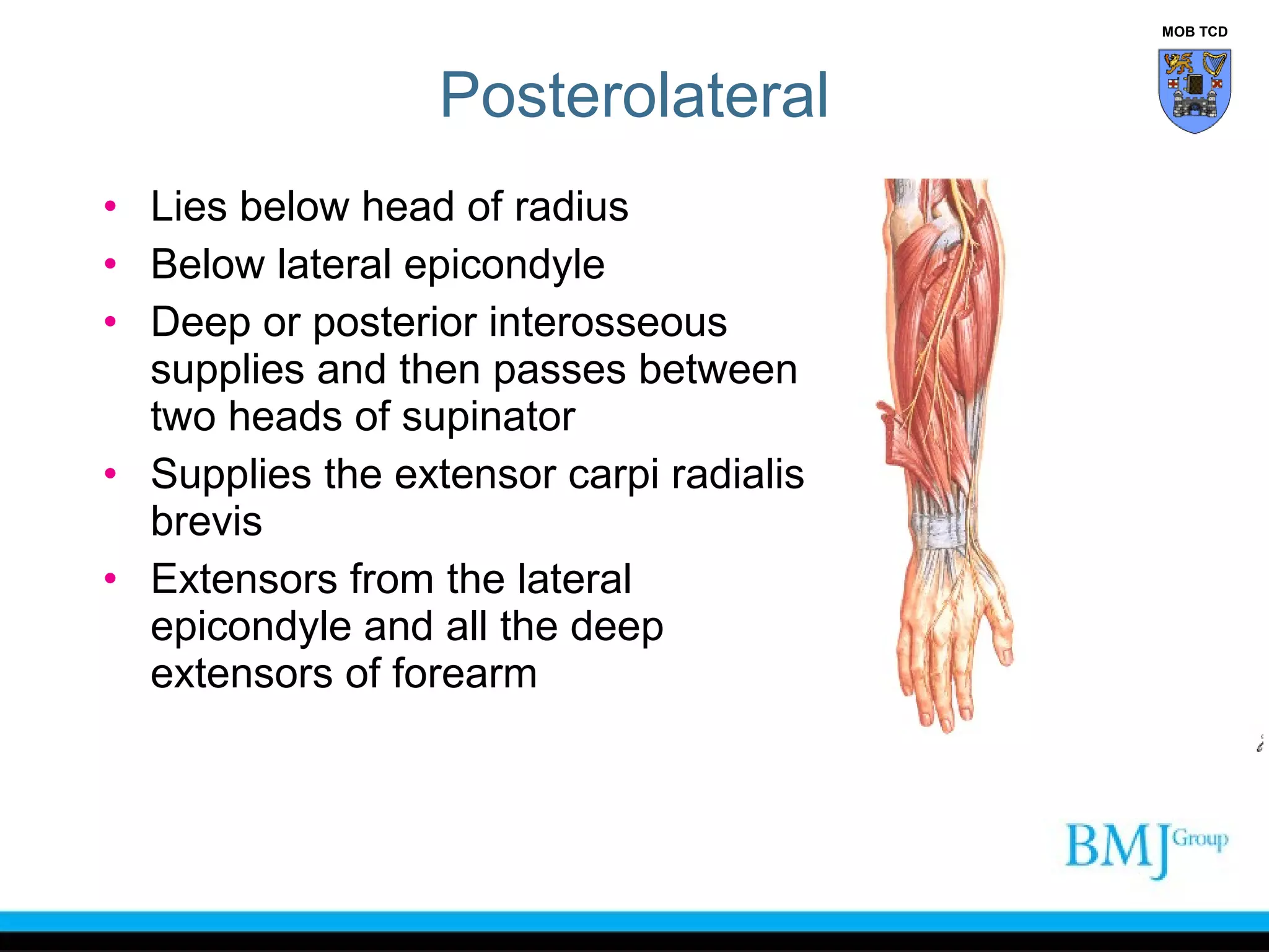 Anatomy of nerve injuries upper limb | PPT