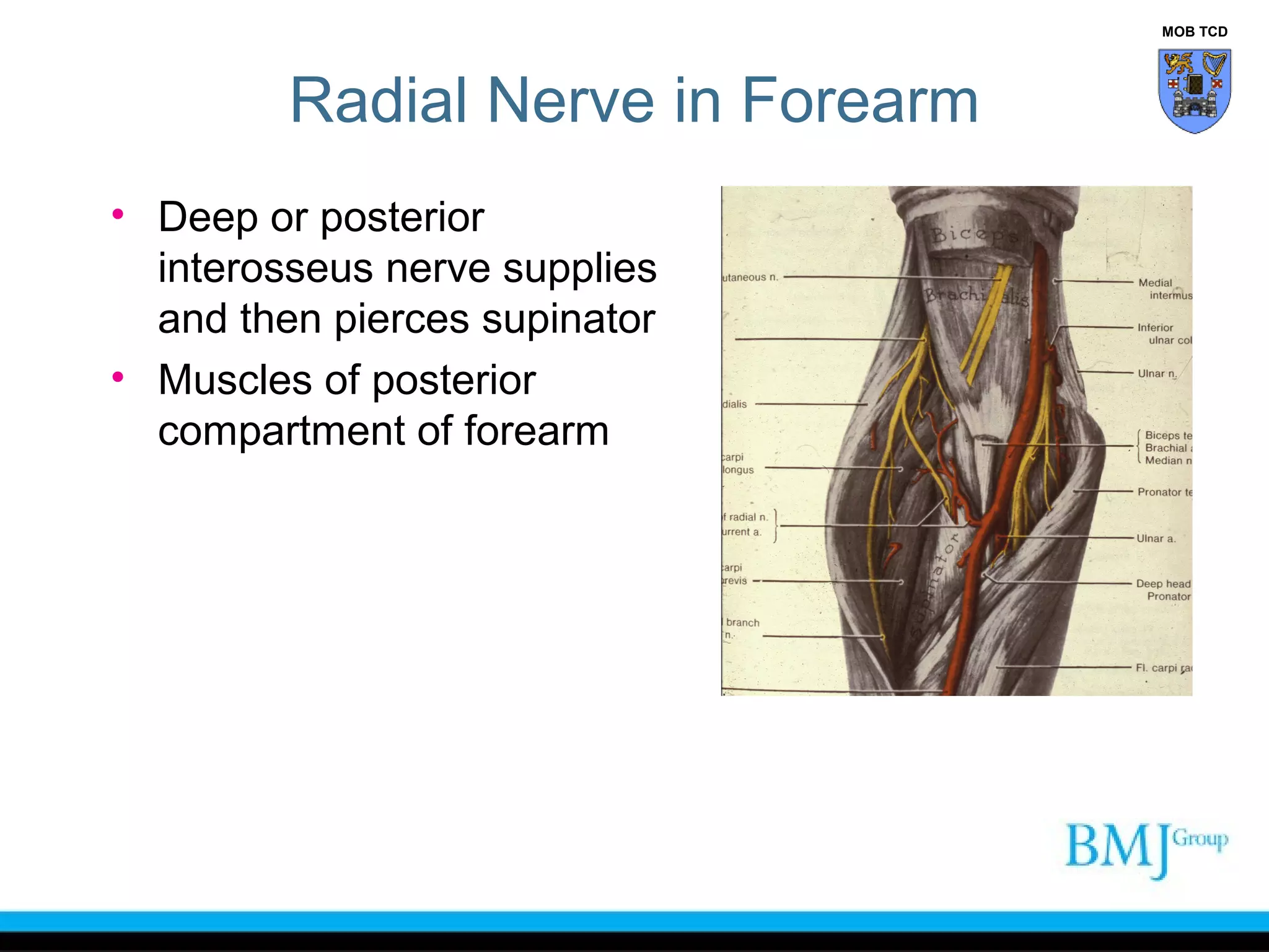 Anatomy of nerve injuries upper limb | PPT