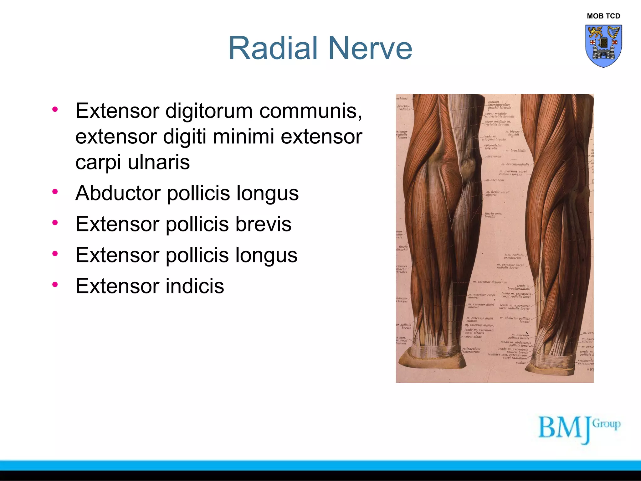 Anatomy of nerve injuries upper limb | PPT