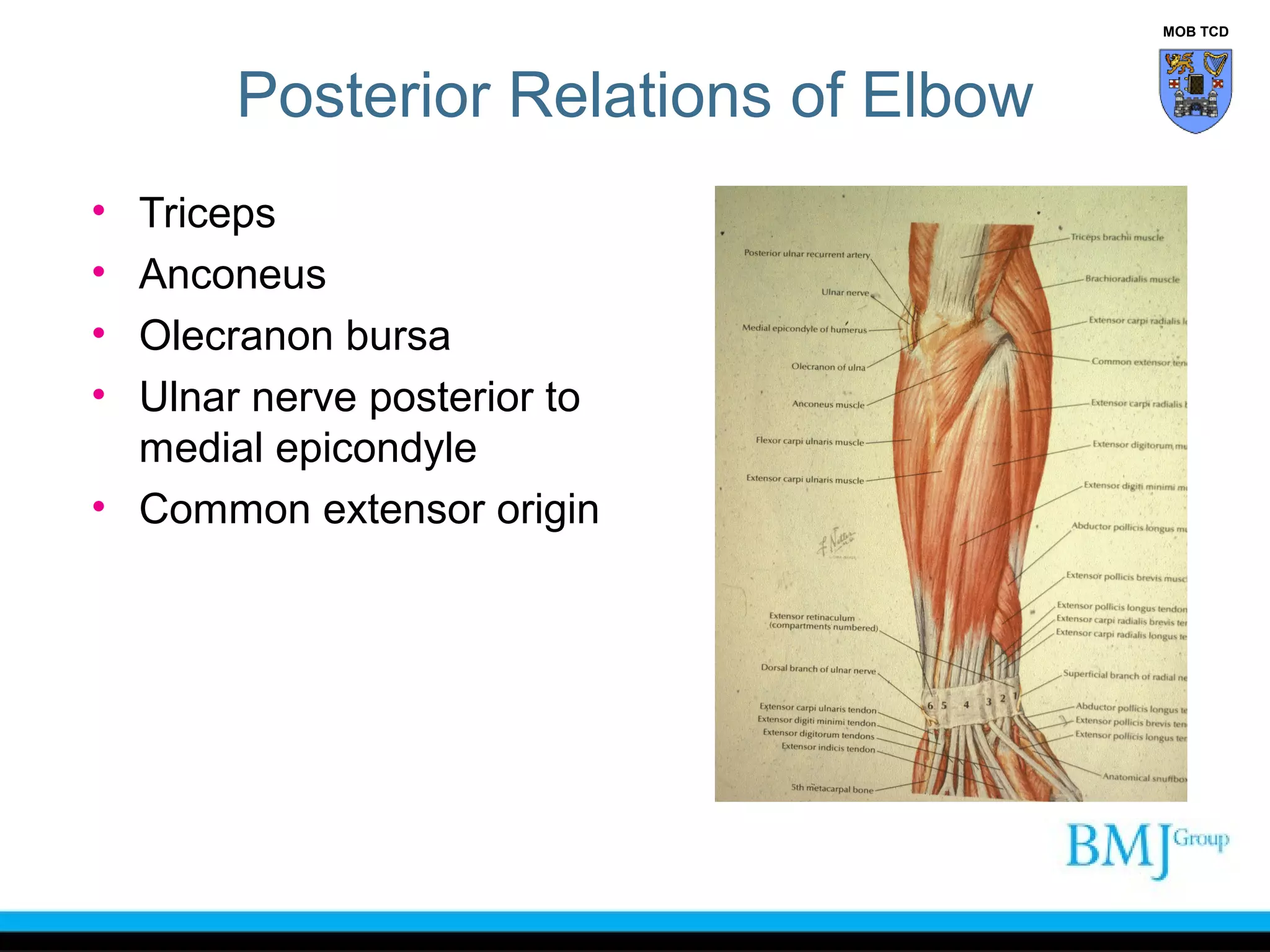 Anatomy of nerve injuries upper limb | PPT