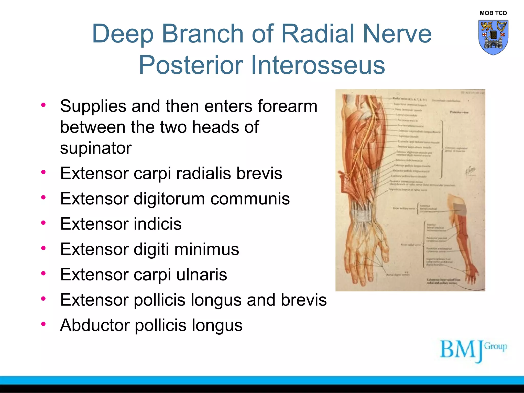 Anatomy of nerve injuries upper limb | PPT