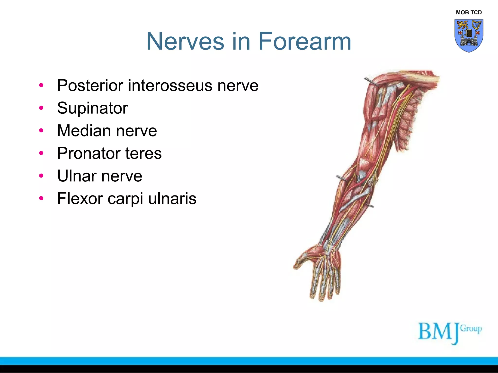 Anatomy of nerve injuries upper limb | PPT