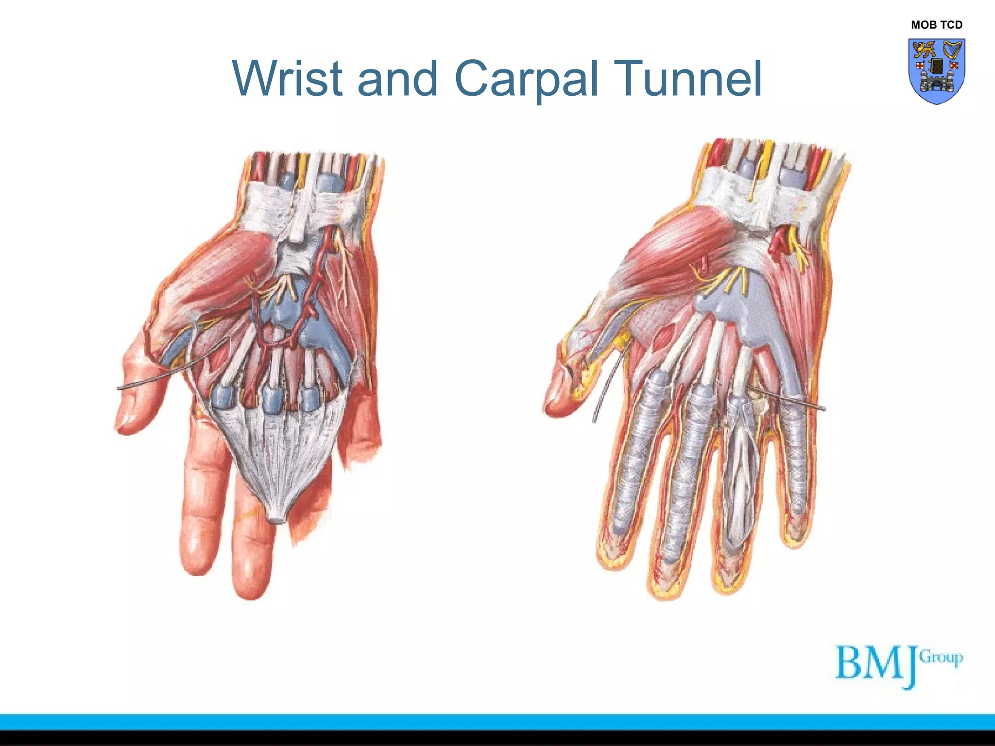 Anatomy of nerve injuries upper limb | PPT