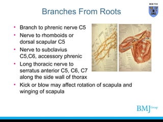 Anatomy of nerve injuries upper limb | PPT