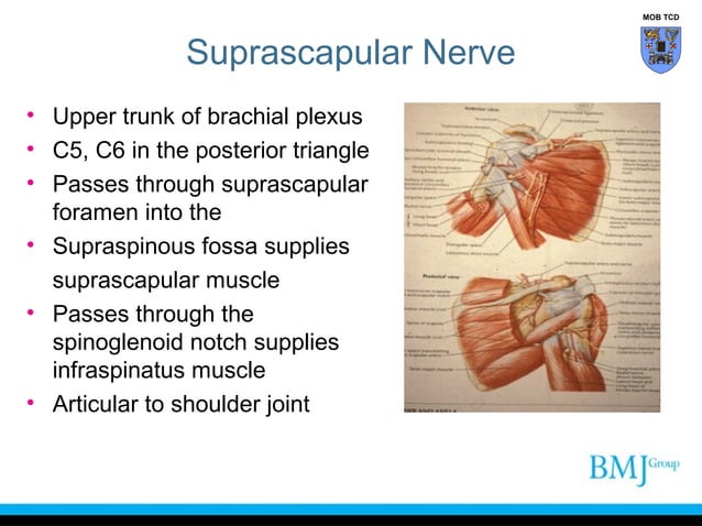 Anatomy of nerve injuries upper limb | PPT