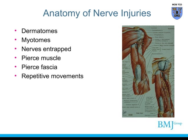 Anatomy of nerve injuries upper limb | PPT