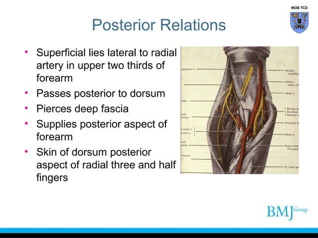 Anatomy of nerve injuries upper limb | PPT
