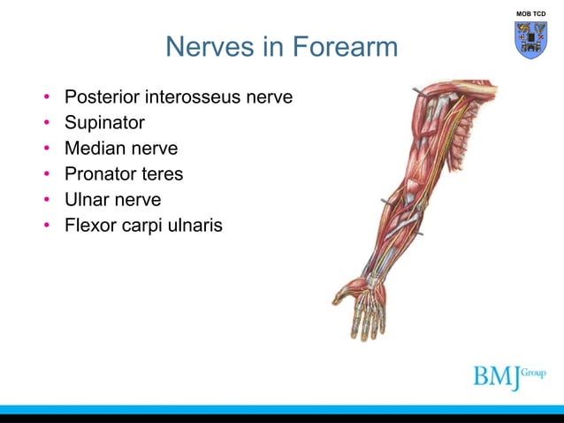 Anatomy of nerve injuries upper limb | PPT