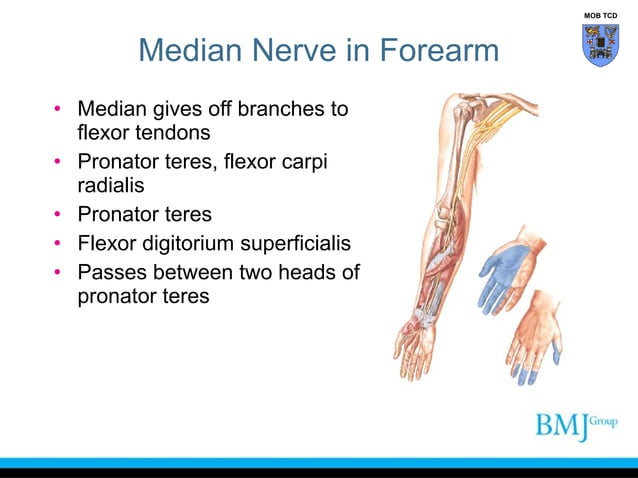 Anatomy of nerve injuries upper limb | PPT