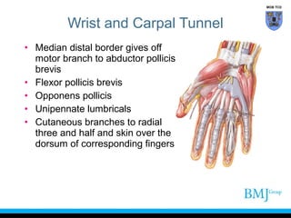 Anatomy of nerve injuries upper limb | PPT