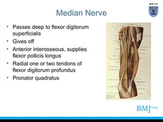 Anterior Interosseous Nerve Netter