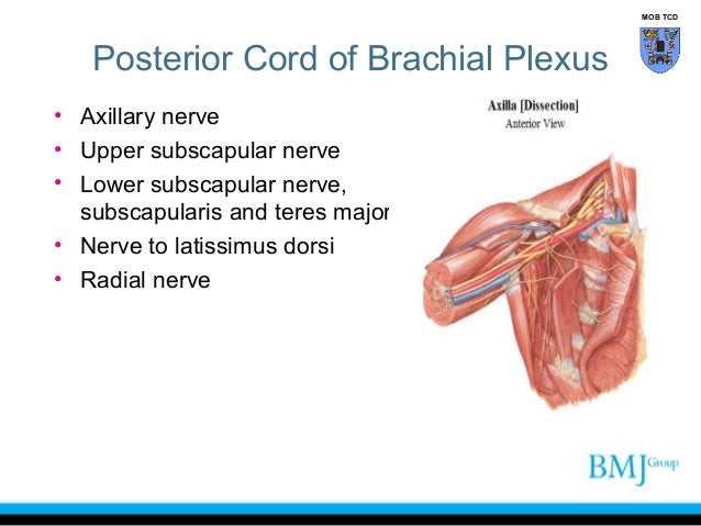 Anatomy of nerve injuries upper limb