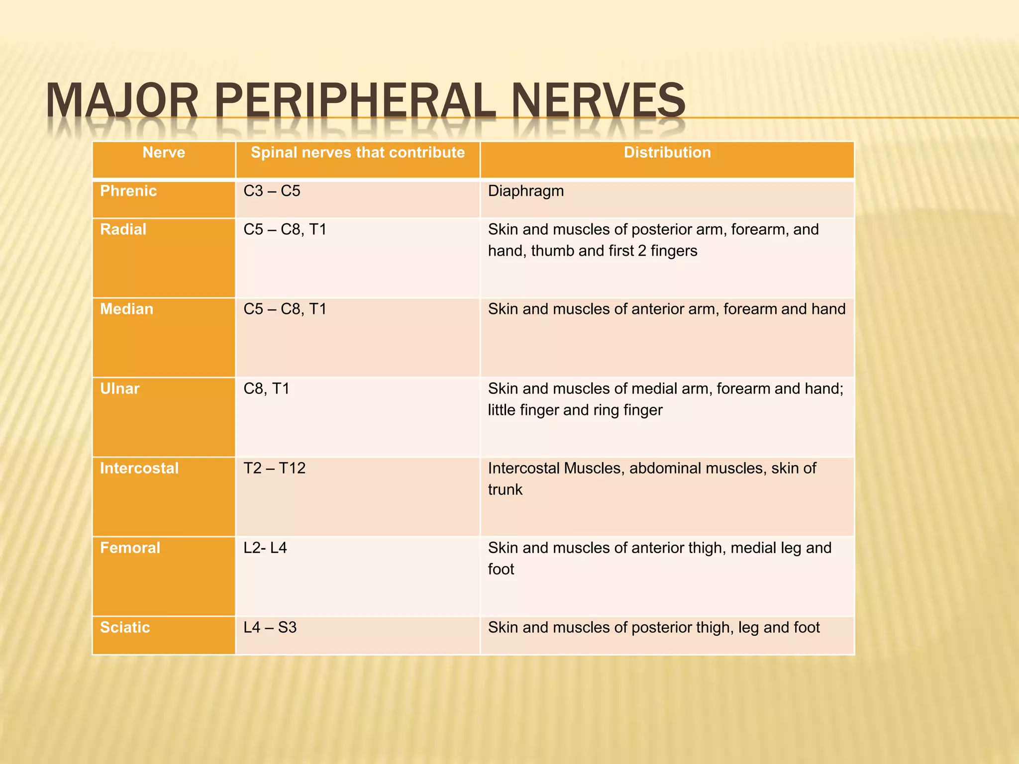 Anatomy of nervous system | PPTX