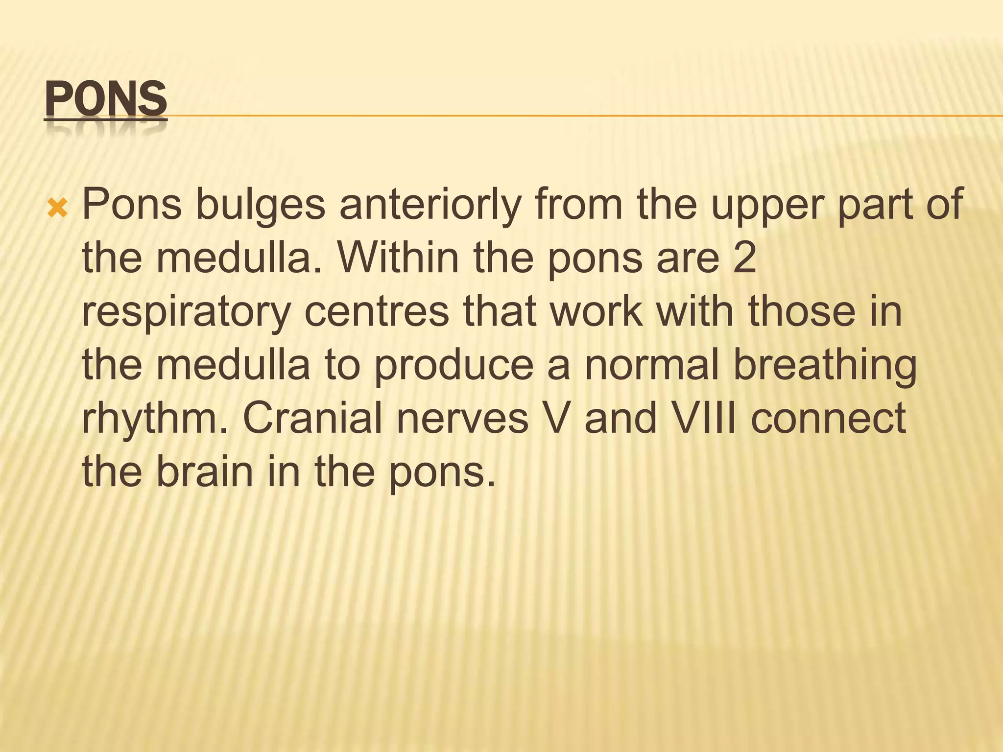Anatomy of nervous system | PPTX