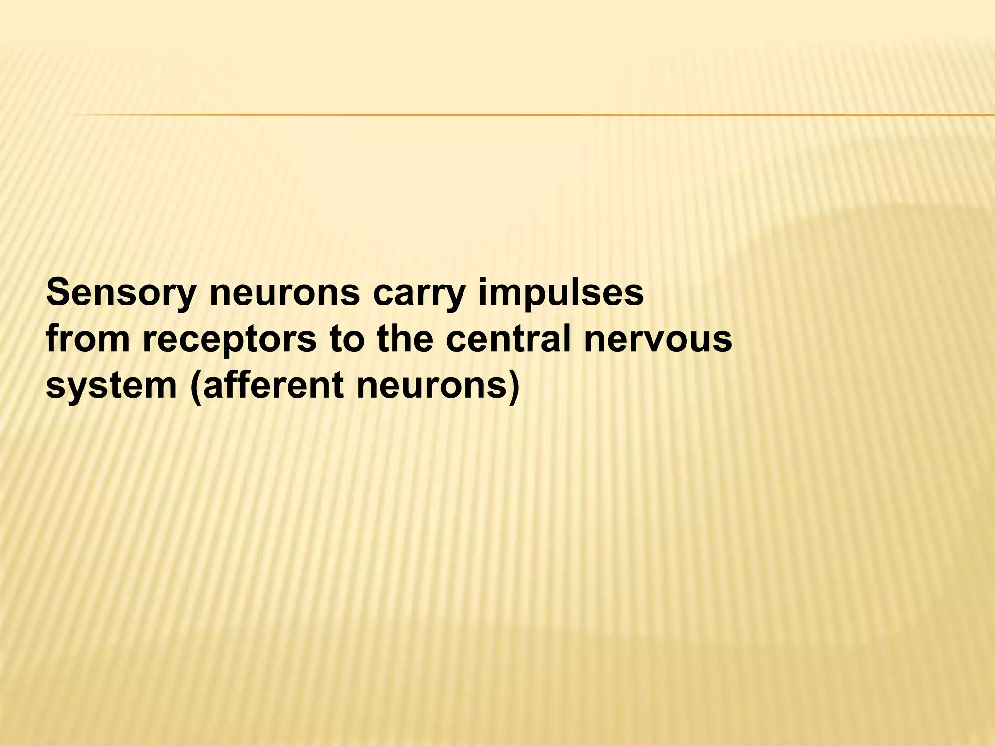 Anatomy of nervous system | PPTX