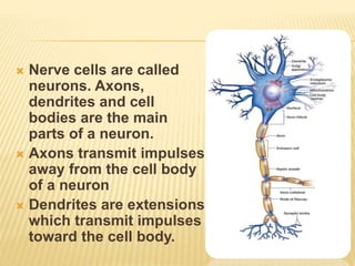 Anatomy of nervous system | PPTX
