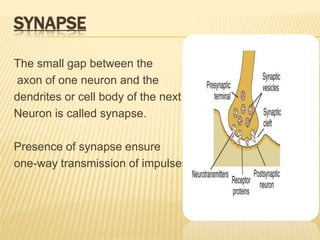 Anatomy of nervous system | PPTX