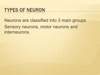 Anatomy of nervous system | PPTX