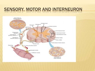 Anatomy of nervous system | PPTX