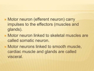 Anatomy of nervous system | PPTX