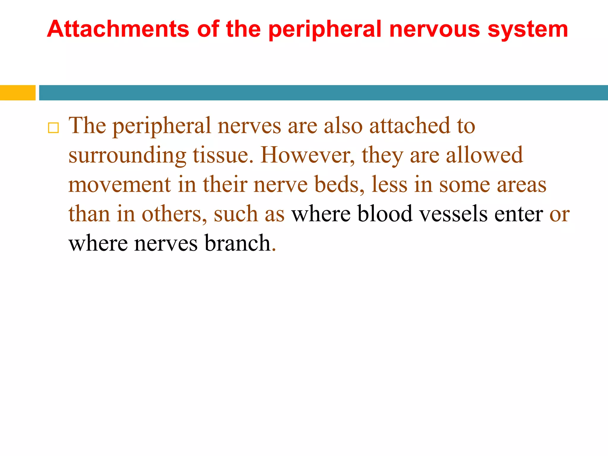 Functional Anatomy of nervous system ( Spine ) | PPTX
