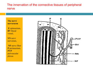 Functional Anatomy of nervous system ( Spine ) | PPTX